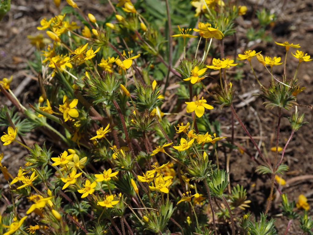 variable linanthus from San Diego County, CA, USA on May 25, 2022 at 12 ...