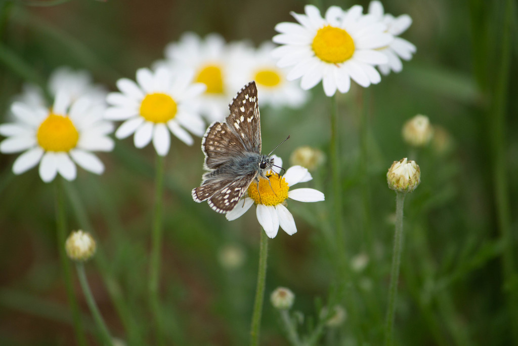 Yellow-banded Skipper in May 2022 by Caterina Mirtsiou · iNaturalist