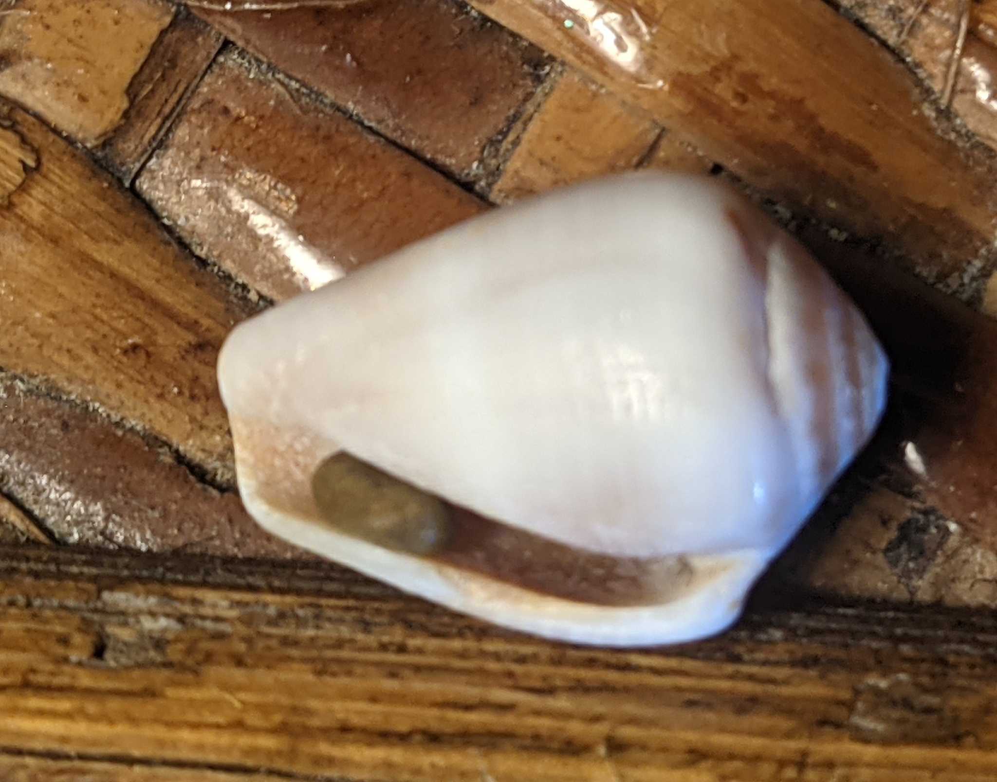 Conus daucus Hwass, 1792