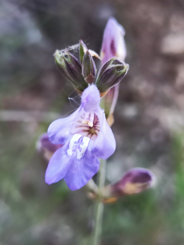 Spanish Common Sage from 19197 Hita, Guadalajara, España on May 28 ...