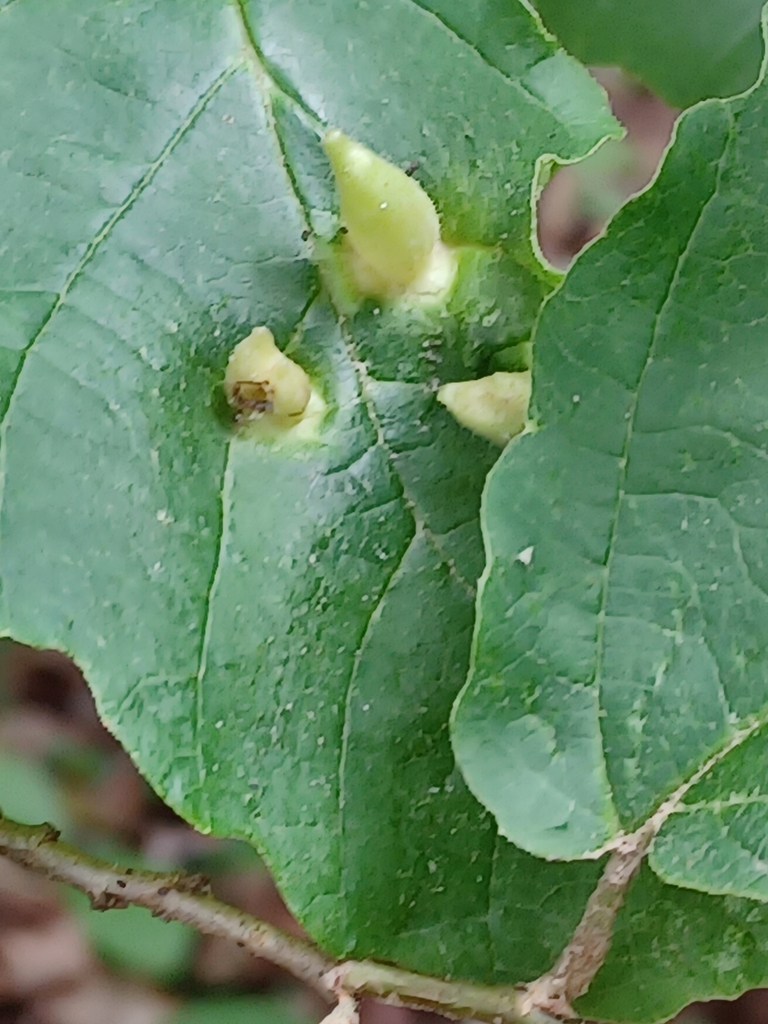 Witch-hazel Cone Gall Aphid from Tishomingo State Park on May 28, 2022 ...
