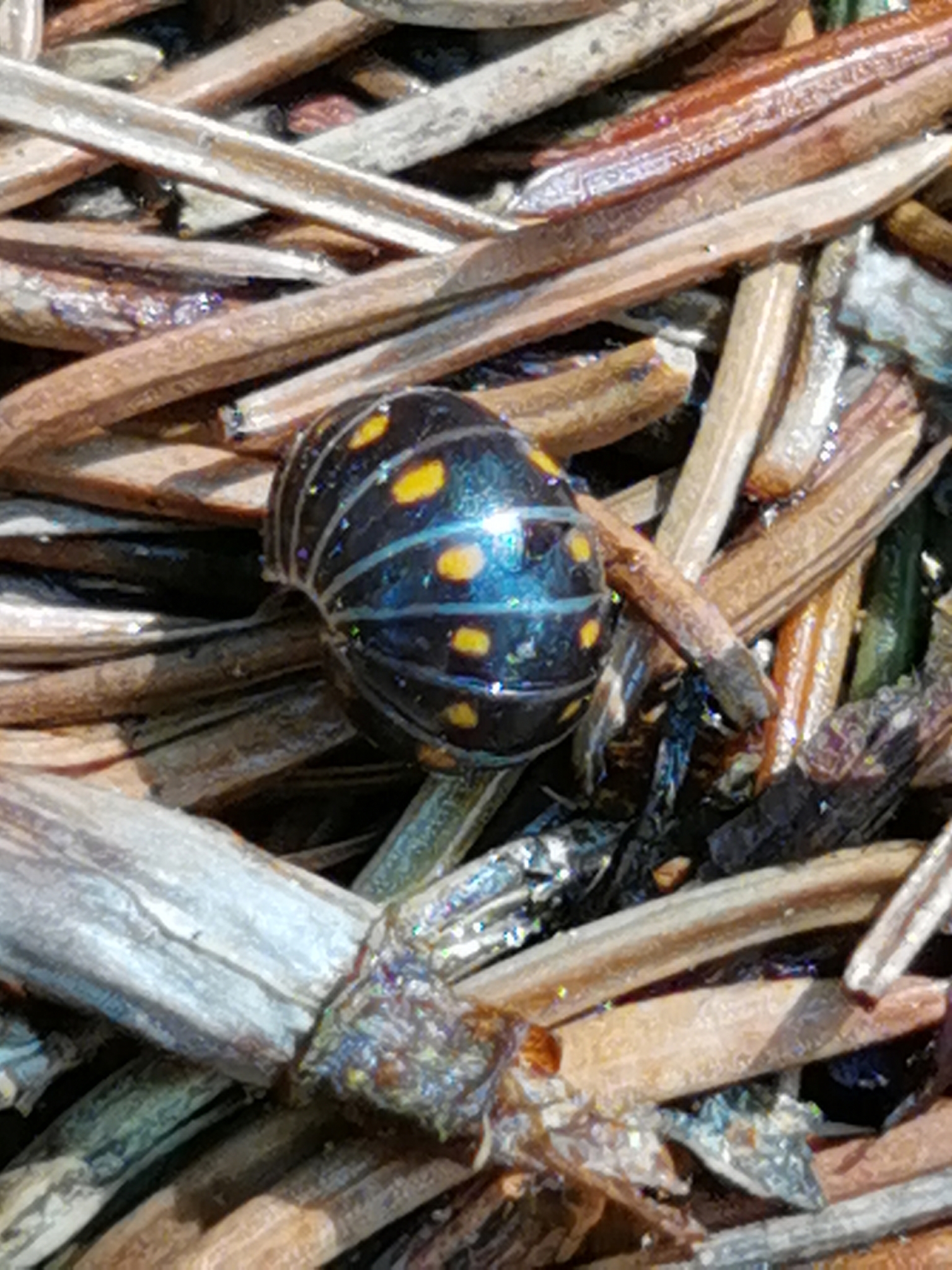 Glomeris pustulata (Fabricius, 1781)