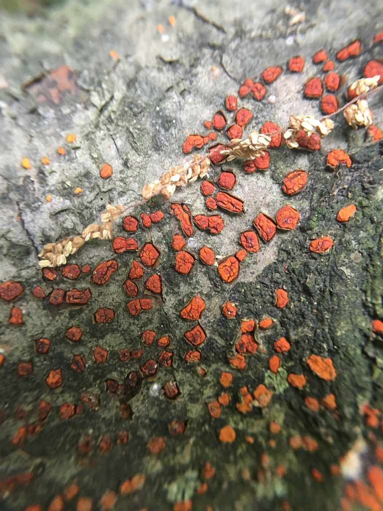 Cryphonectria radicalis from Elizabeth River Park, Union, NJ, US on ...