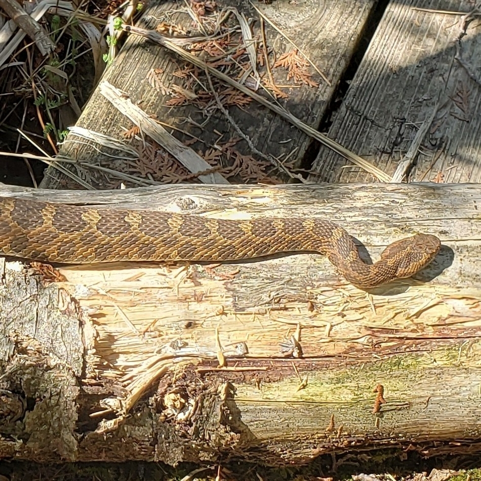 Massasauga in May 2022 by William Pixler · iNaturalist