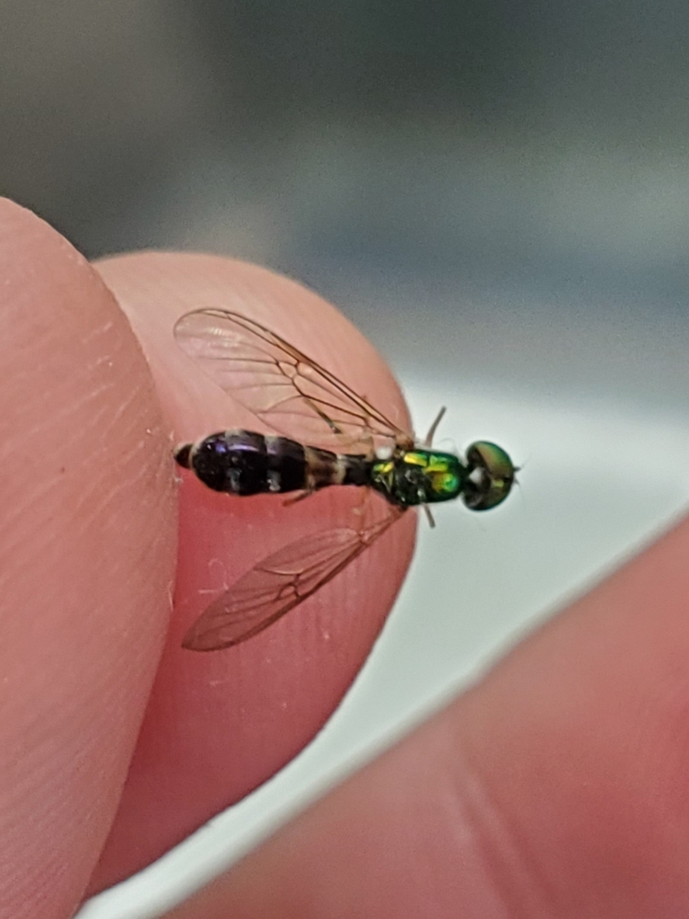 Sargus fasciatus from Woodstock, GA 30188, USA on May 28, 2022 at 03:43 ...