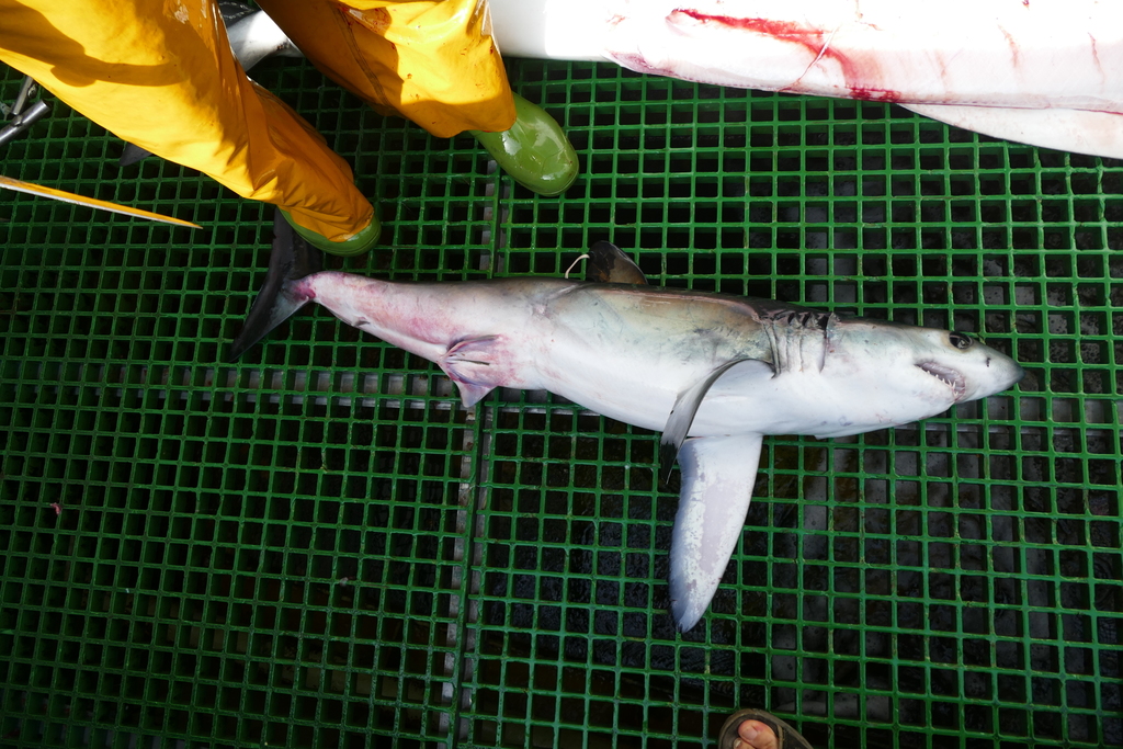 Mackerel Sharks (Lamnidae) - Marine Life Identification