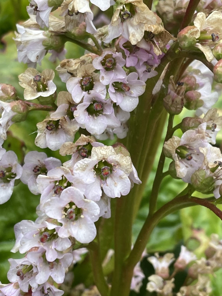 flowering plants from Micklefield Park, Leeds, England, GB on May 15 ...