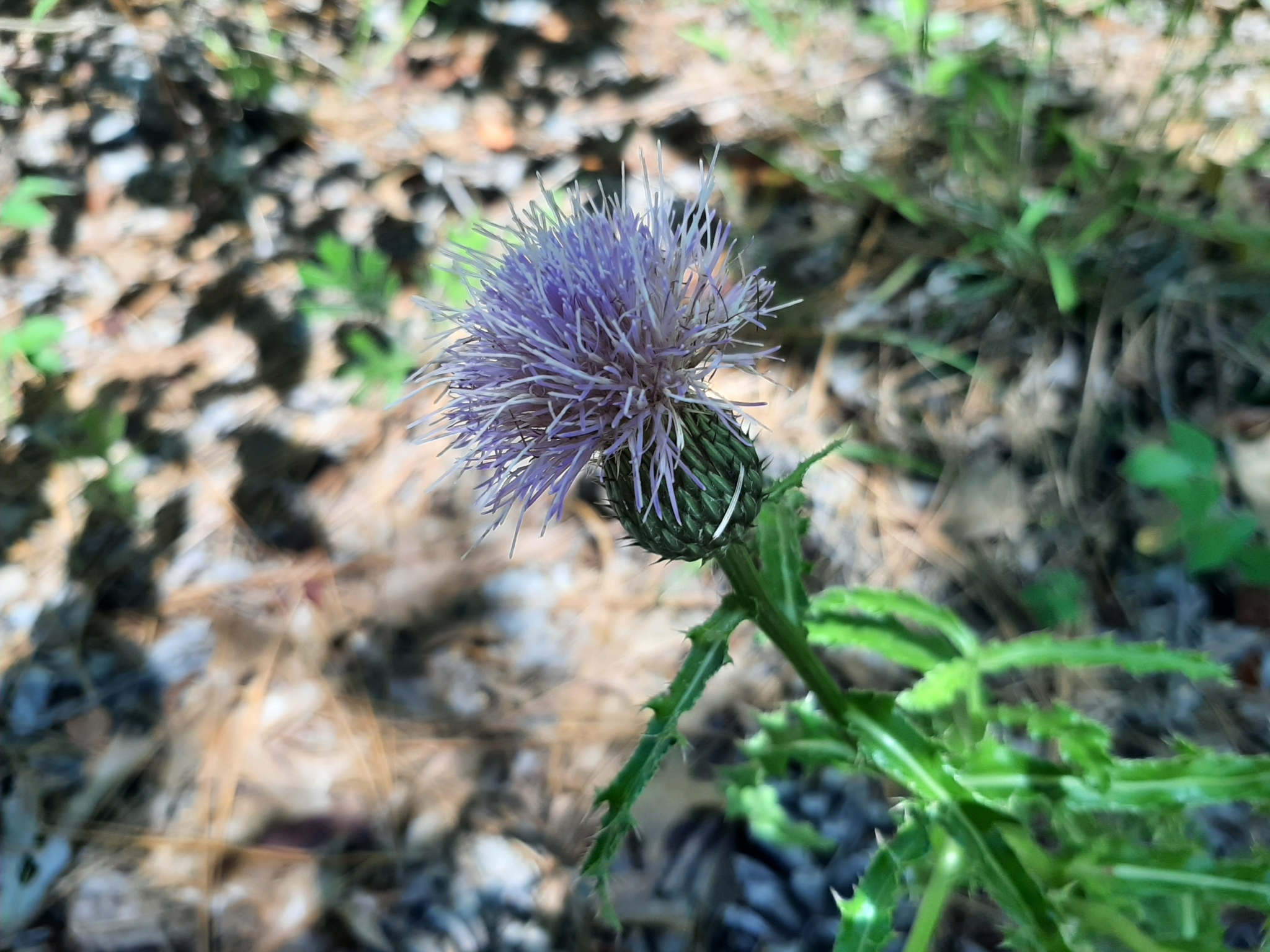 Cirsium repandum Michx.