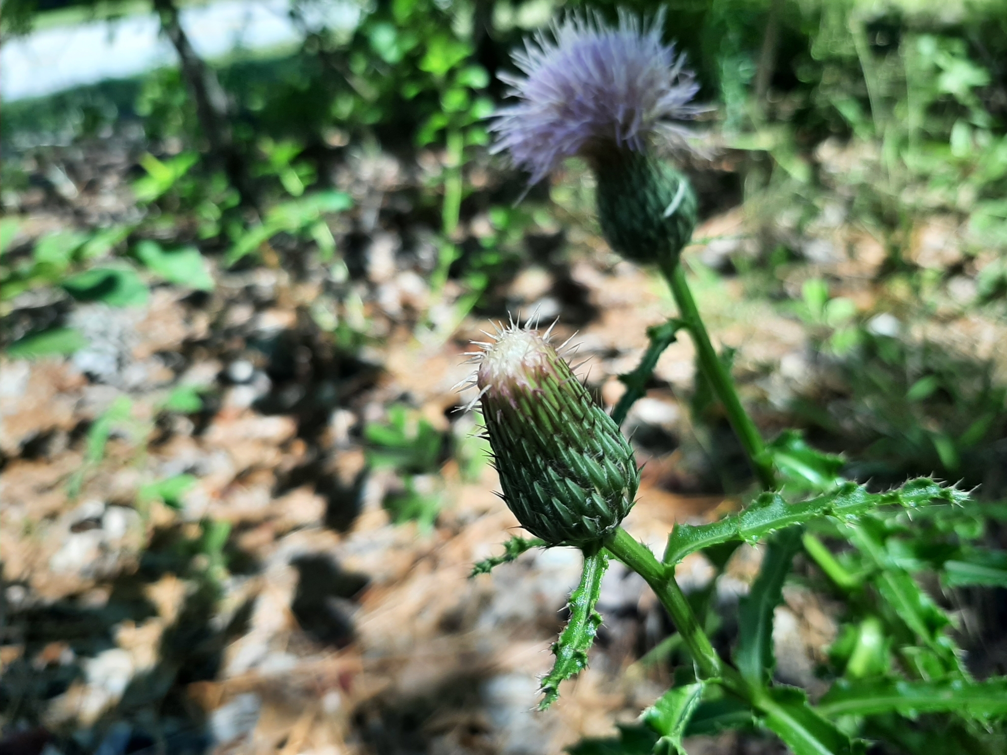 Cirsium repandum Michx.