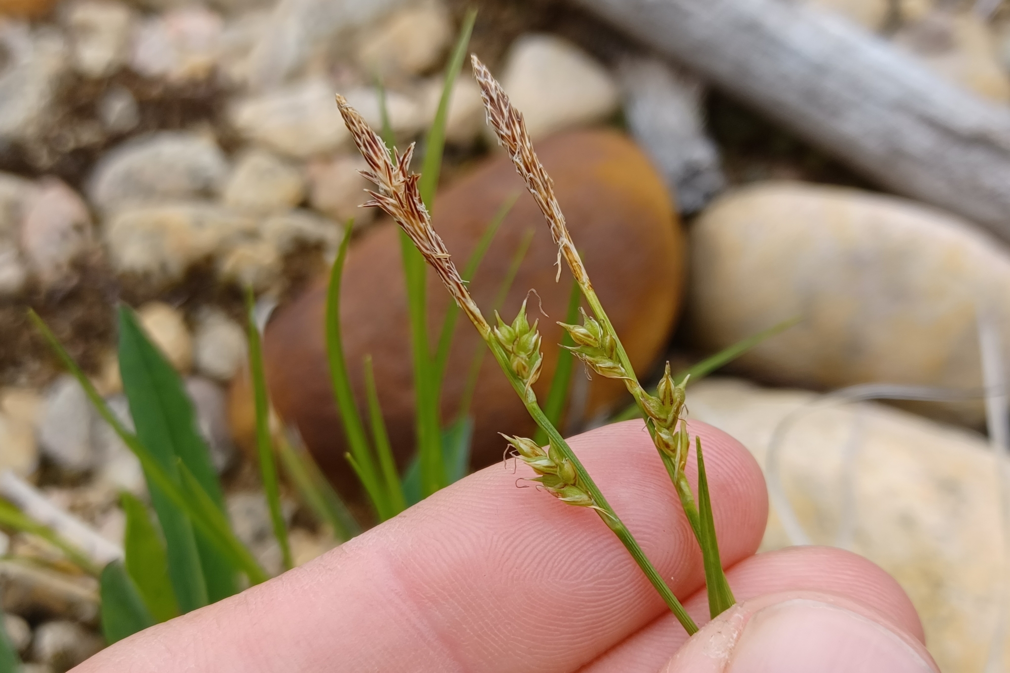 Carex lucorum Willd.