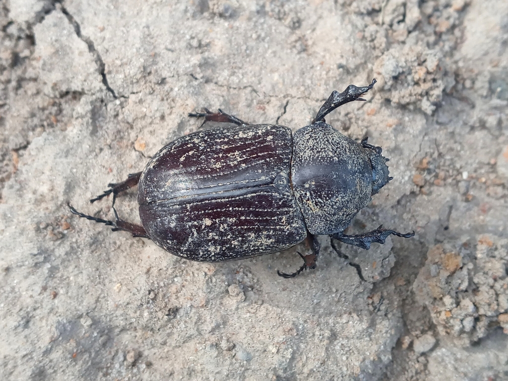 Coelosis from Rio Claro, SP, 13505, Brasil on May 28, 2022 at 09:50 AM ...