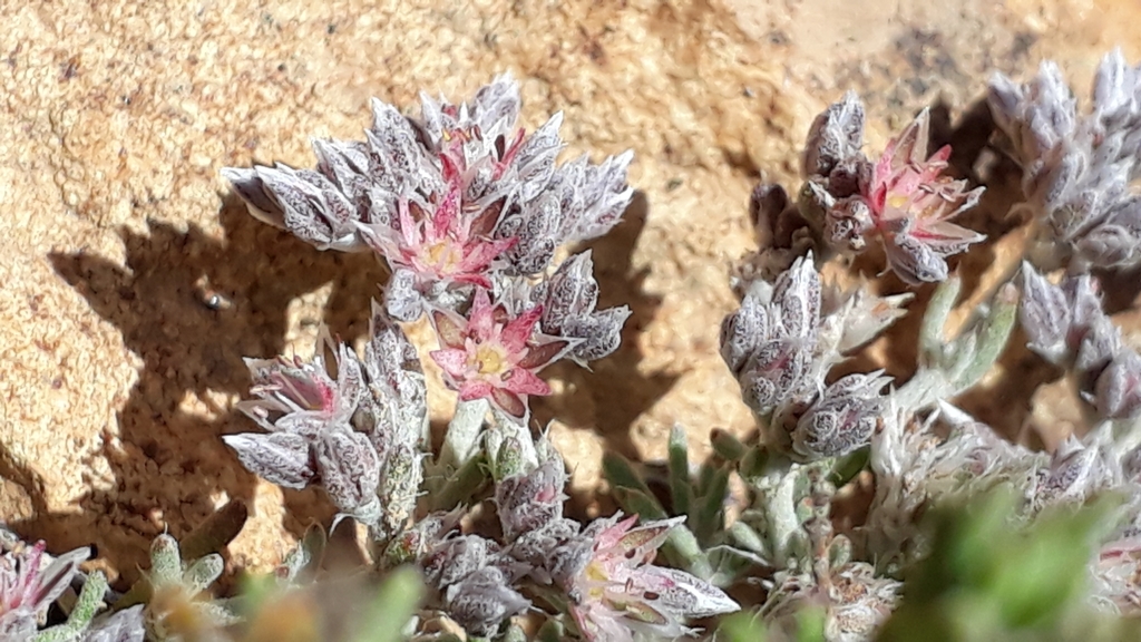 Polycarpaea tenuis (Tenerife Plants Caryophyllales) · iNaturalist