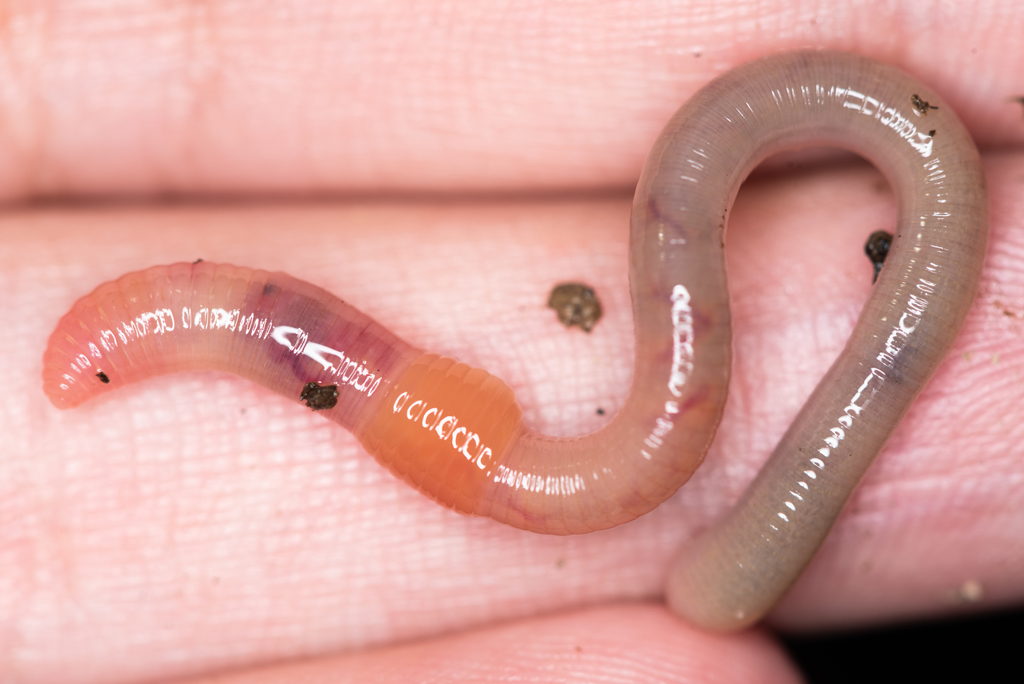 Rosy-tipped Worm from Королёв, Московская обл., Россия on May 28, 2022 ...