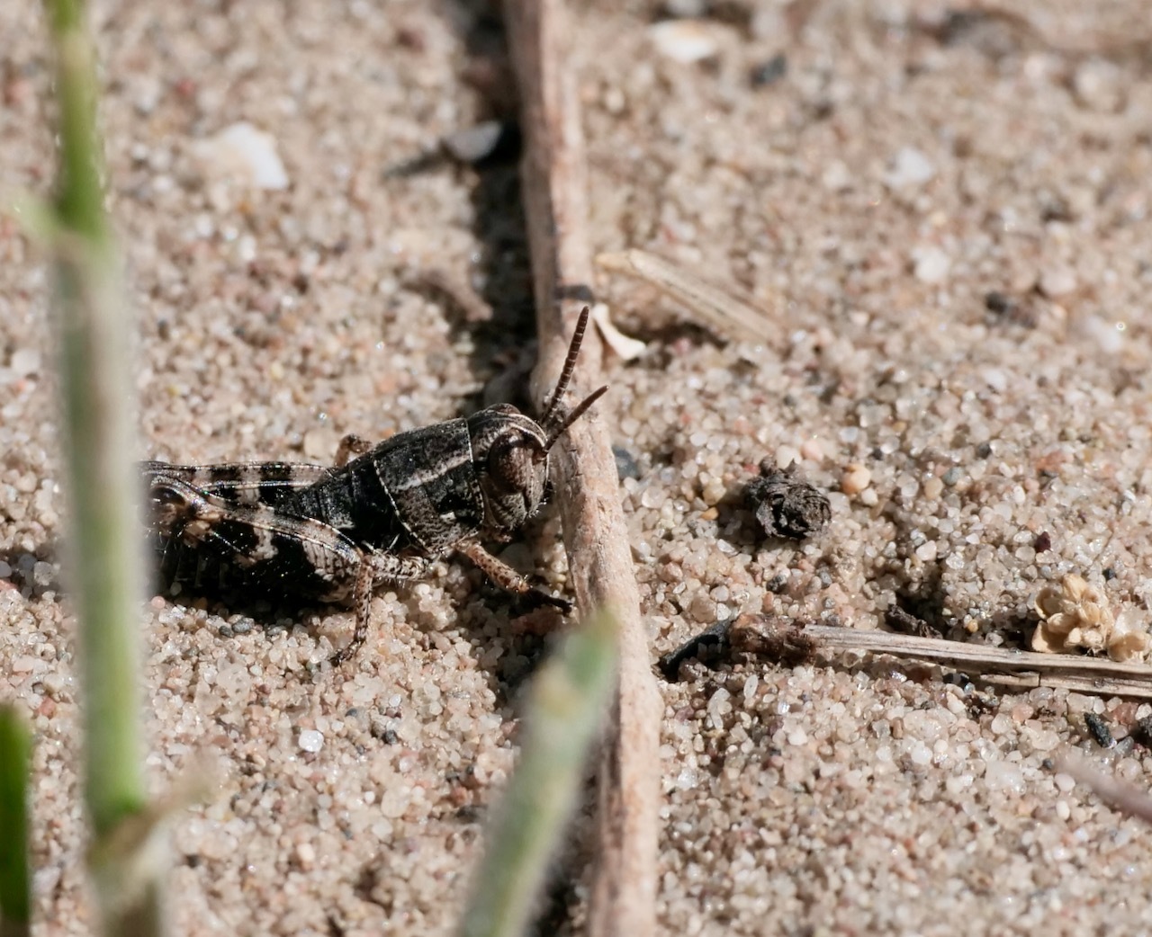 Calliptamus italicus (Linnaeus, 1758)