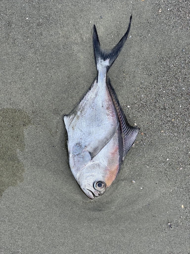 Southern Ray's Bream (Brama australis) - Marine Life Identification