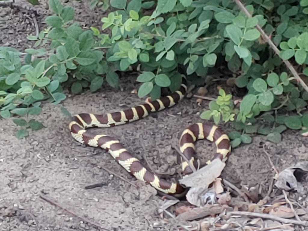 California King Snake from Lake Balboa, Los Angeles, CA, USA on May 1 ...