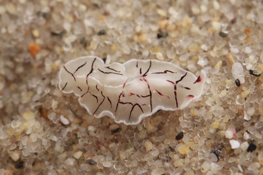 Striped Polyclad Worm (Polyclad flatworms of California) · iNaturalist