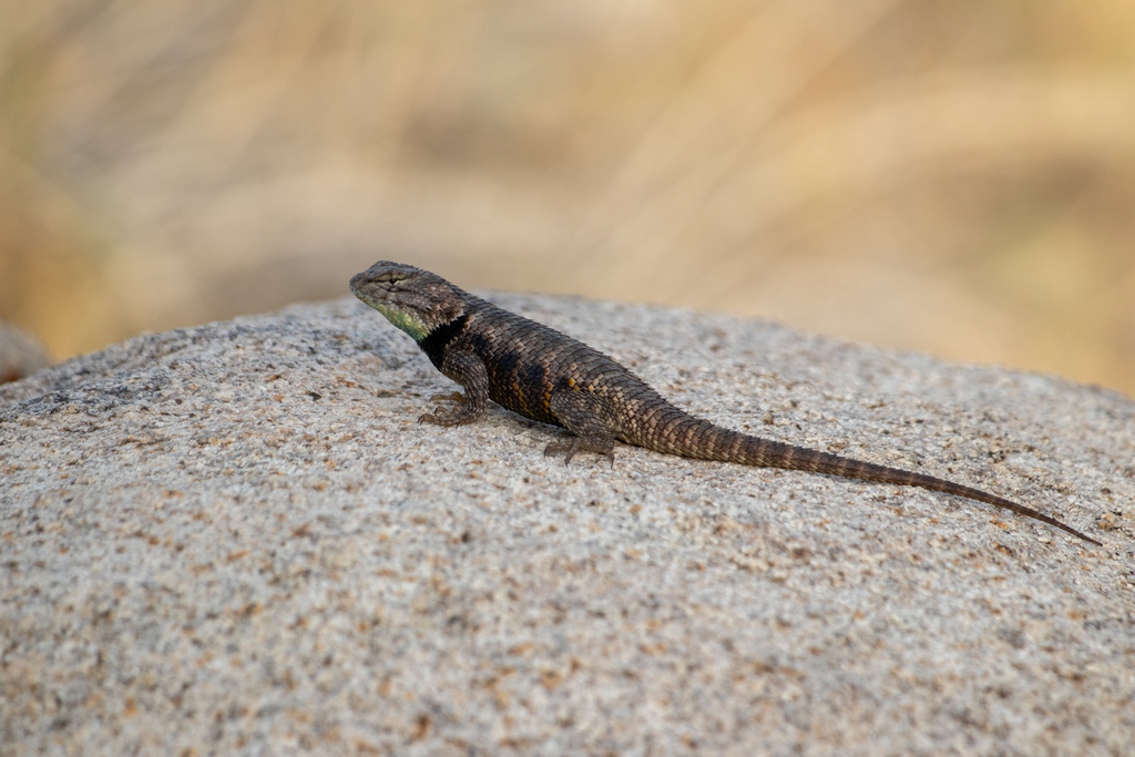 Yellow-backed Spiny Lizard from Riverside County, CA, USA on May 28 ...