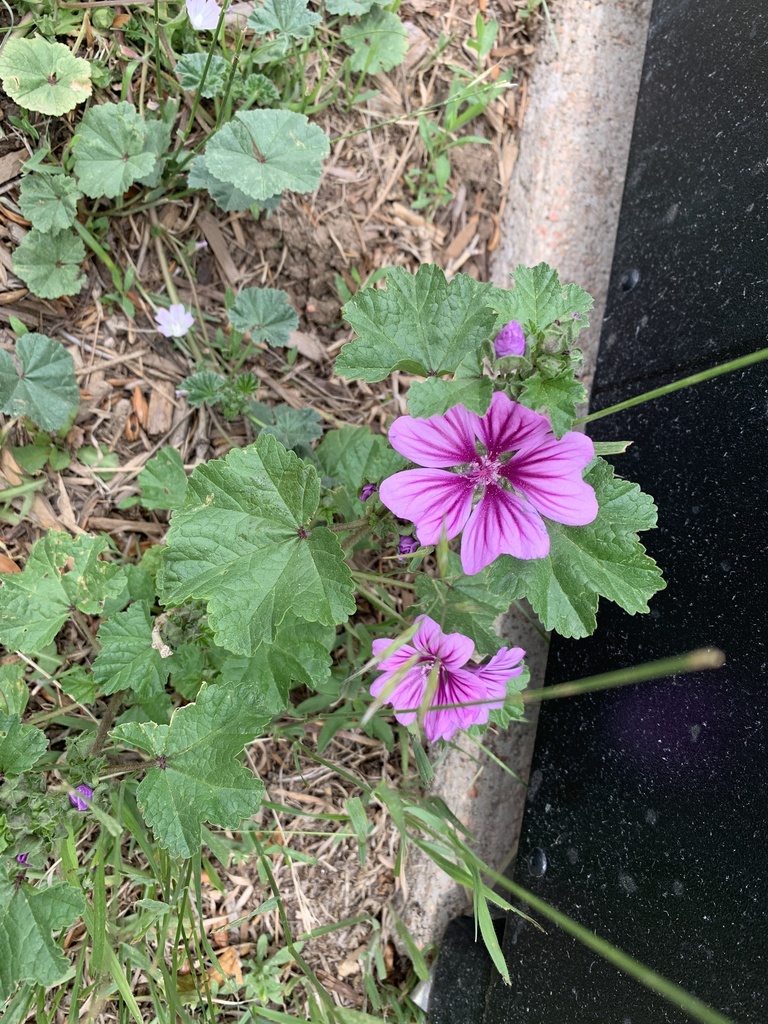 Common Mallow from Arapahoe Ave, Boulder, CO, US on May 28, 2022 at 01: ...