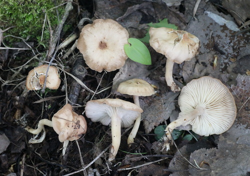 Clitocybe vermicularis · iNaturalist