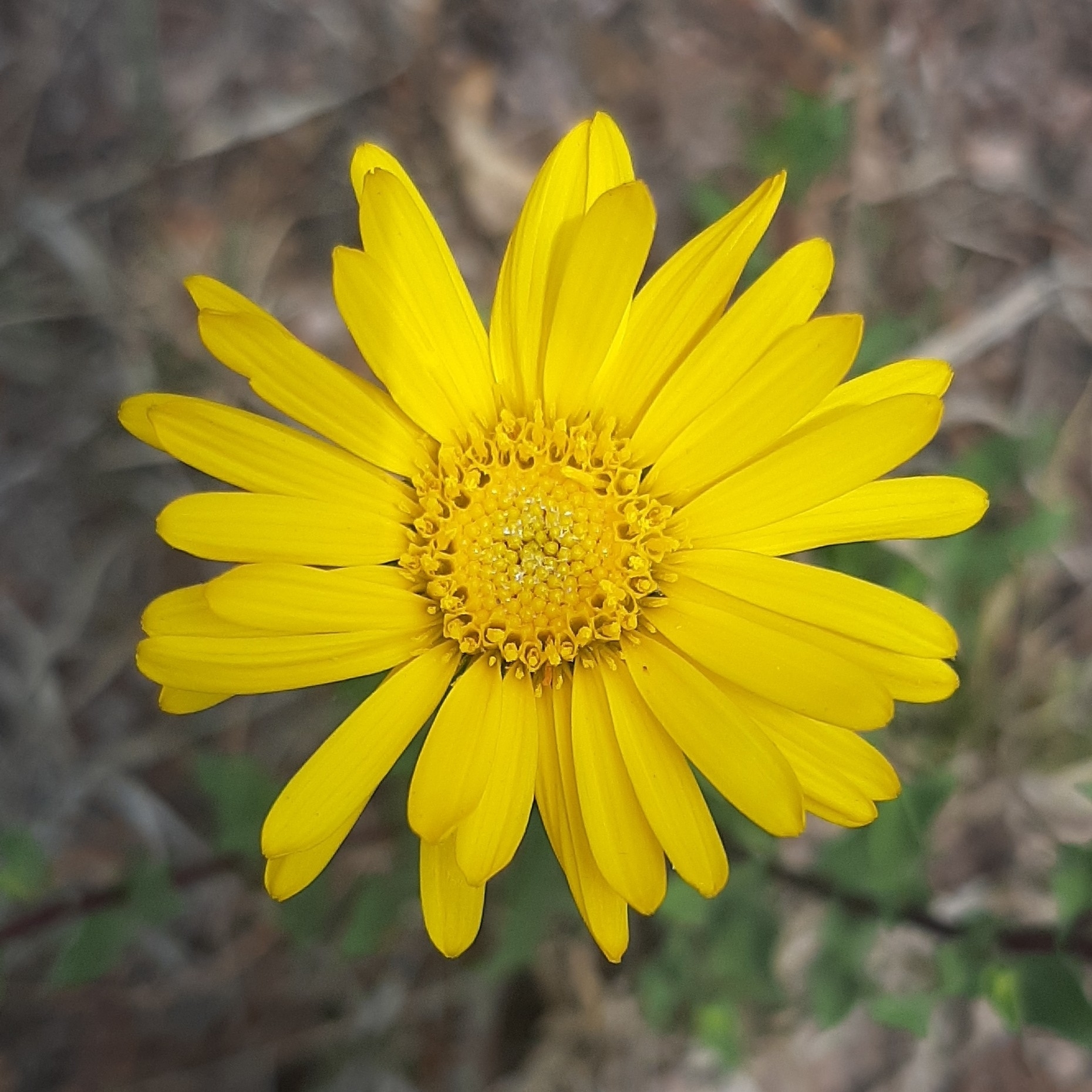 Grindelia inuloides Willd.