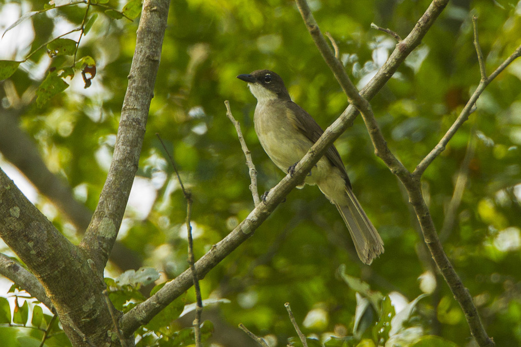 Simple Greenbul (Chlorocichla simplex) - Avian Discovery