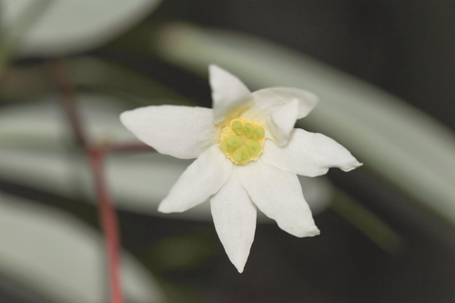 Drimys roraimensis · iNaturalist
