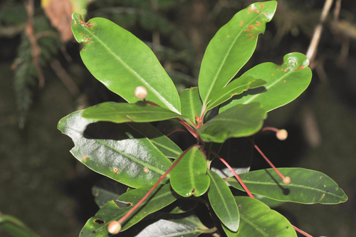 Canelos, horopitos y parientes (Familia Winteraceae) · iNaturalist Mexico