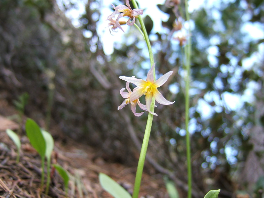 Purple Fawn Lily (Tahoe National Forest) · iNaturalist