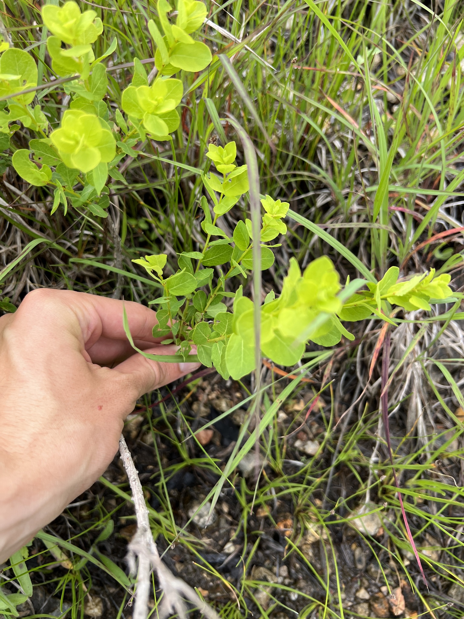 Phyllanthopsis phyllanthoides (Nutt.) Voronts. & Petra Hoffm.