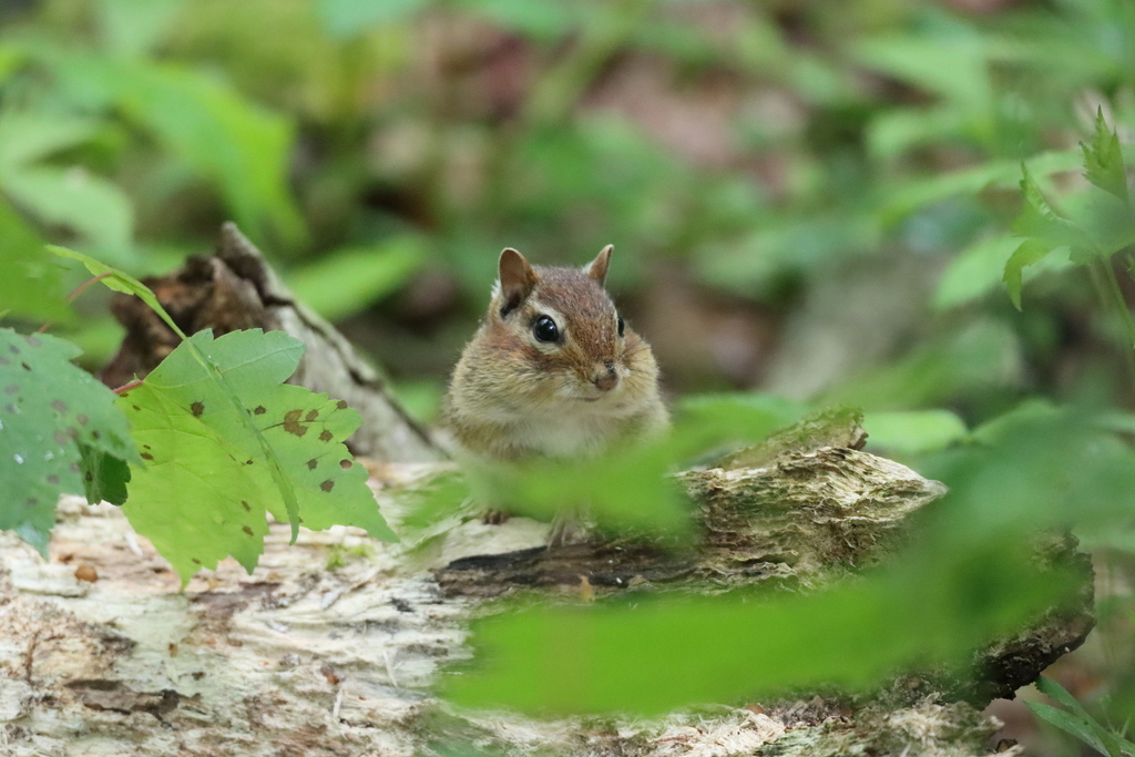 Eastern Chipmunk from Luzerne County, PA, USA on May 28, 2022 at 07:03 ...