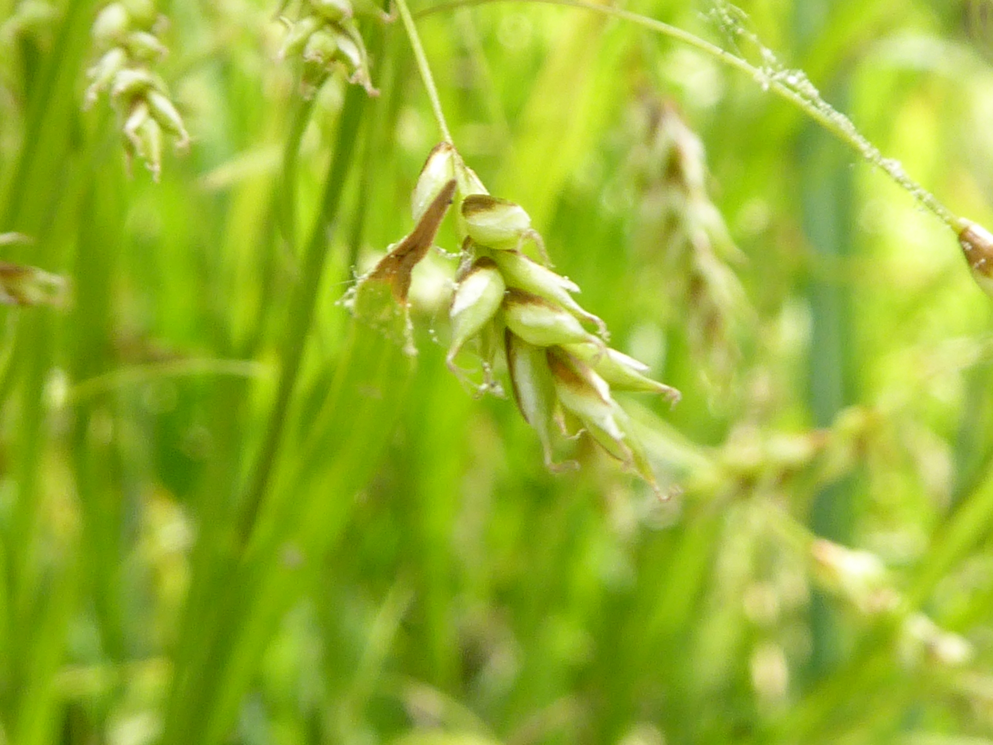 Carex capillaris L.
