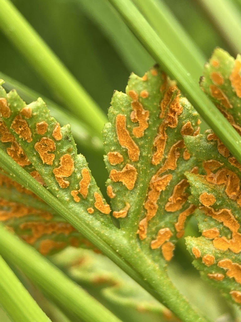 blackberry orange rust from Cathedral Rd, Bryn Athyn, PA, US on May 26 ...