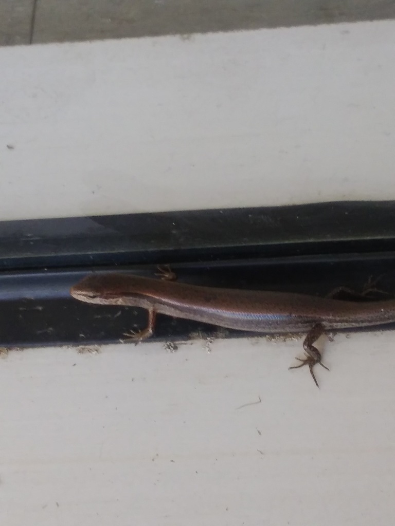 Little Brown Skink from Washington, LA 70589, USA on May 28, 2022 at 05 ...