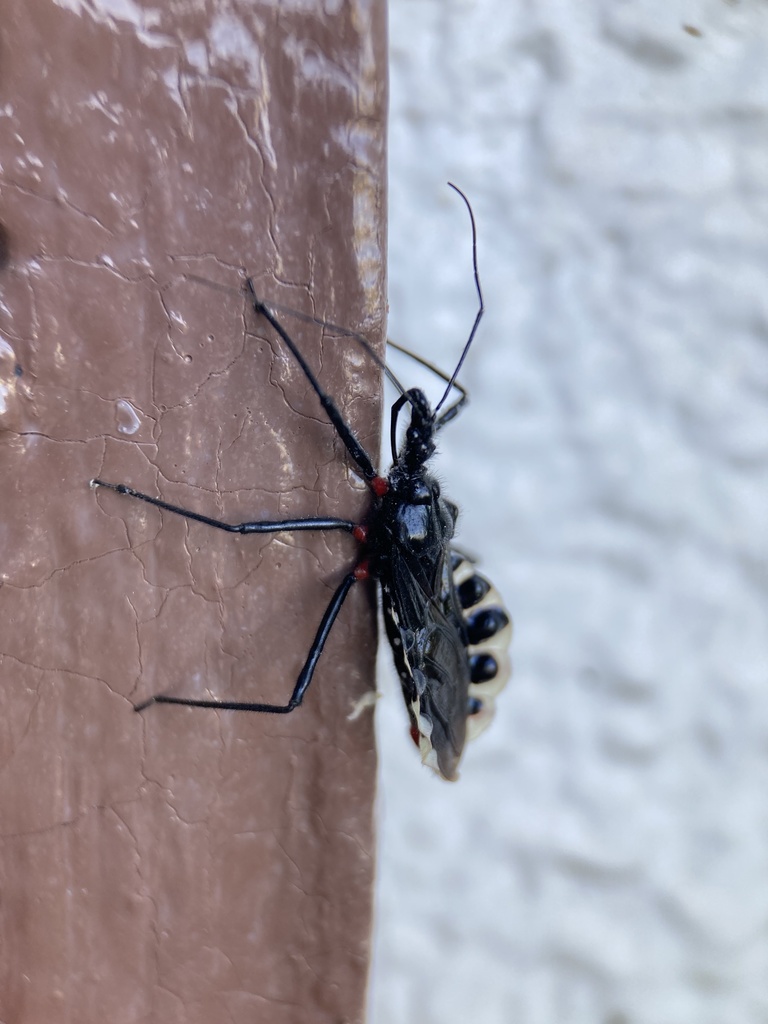 Japanese Assassin Bug from 和泉町宮前, 安城市, 愛知県, JP on May 29, 2022 at 07:04 ...