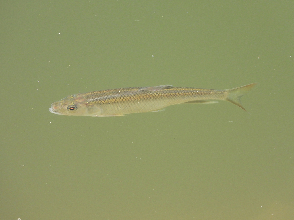 Opsariichthys bidens from Licang District, Qingdao, Shandong, China on ...