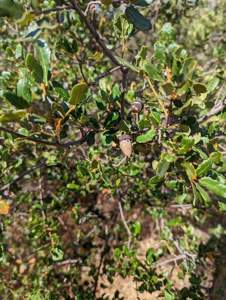 Torrey's Hybrid Oak from San Diego, California, United States on May 26 ...