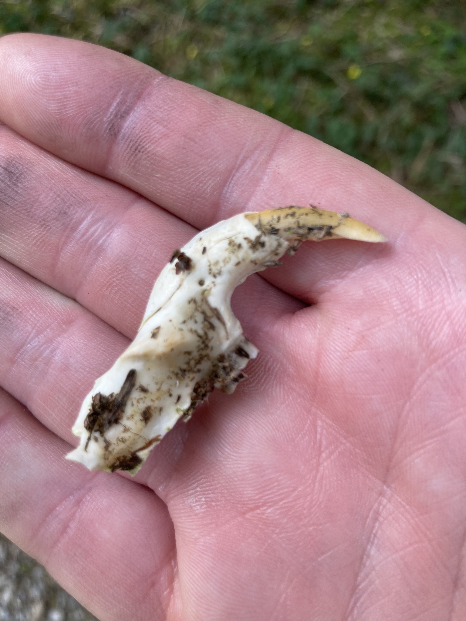 Aplodontia rufa (Rafinesque, 1817)