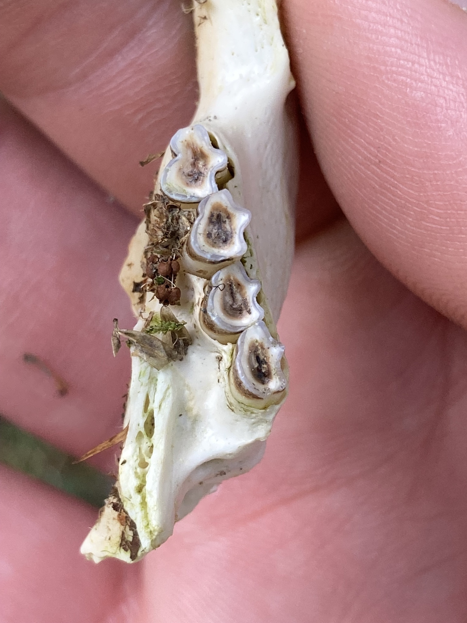 Aplodontia rufa (Rafinesque, 1817)