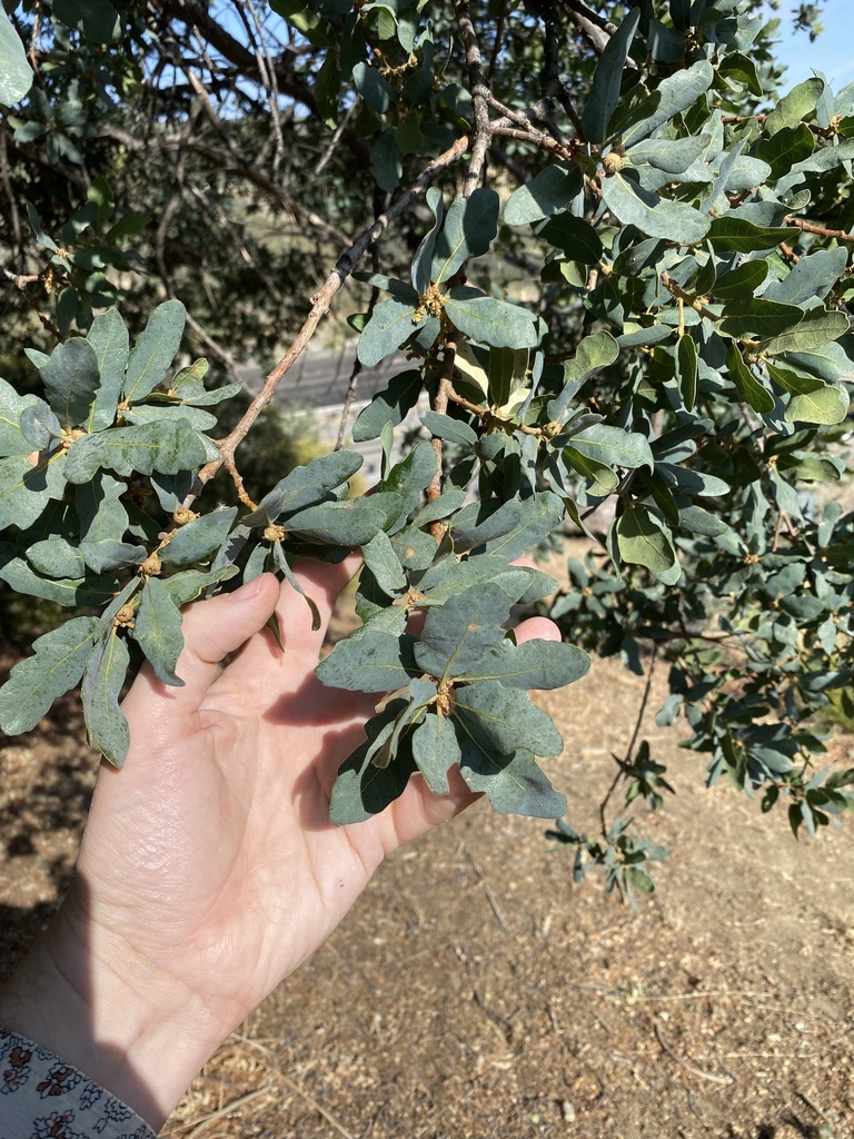 blue oak from Angeles National Forest, Castaic, CA, US on May 28, 2022 ...