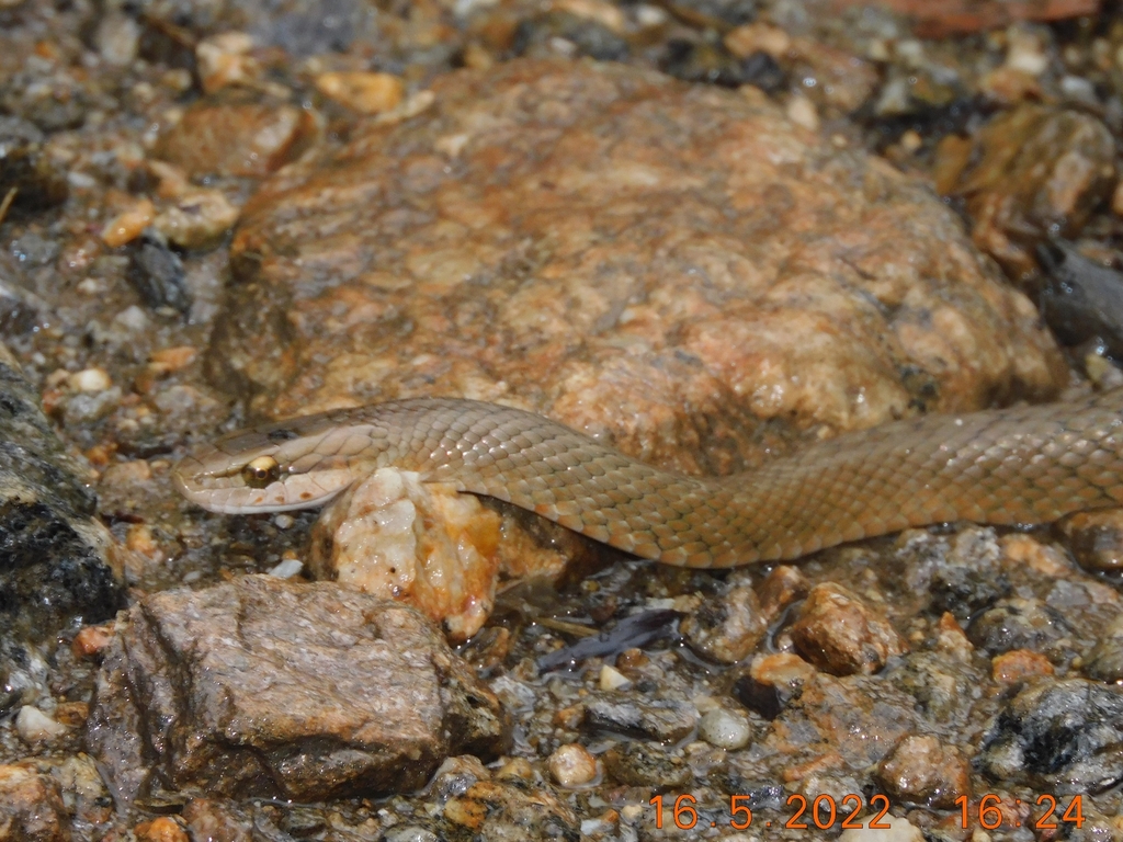 Himalayan Keelback from Sarmoli on May 16, 2022 at 11:24 AM by Jagdish ...