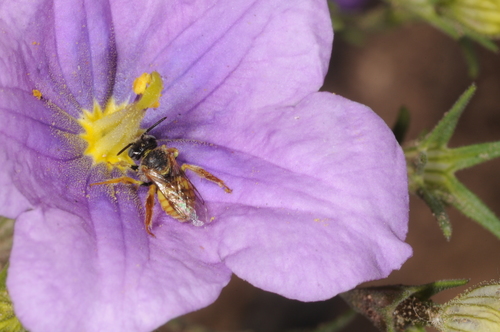 Lanthanomelissa parva · NaturaLista Colombia