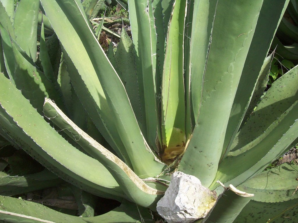 Pulque agave from Acatepec,Puebla on January 23, 2007 by Leticia ...