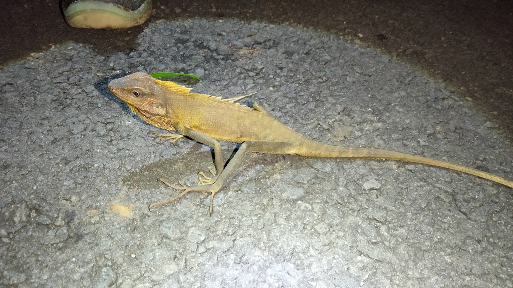 Great Crested Canopy Lizard from Babakan, Dramaga, Bogor Regency, West ...
