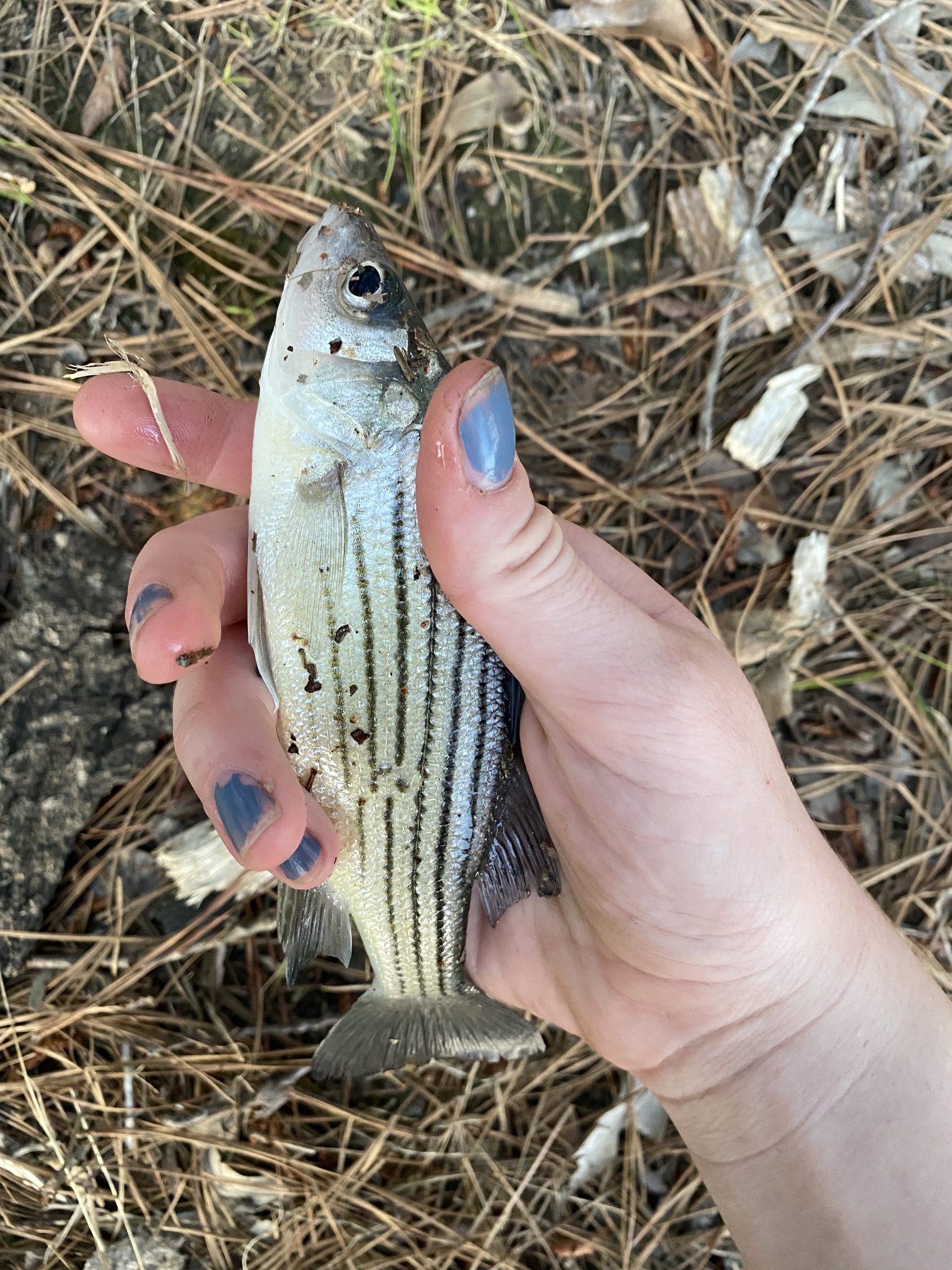 Morone mississippiensis Jordan & Eigenmann, 1887