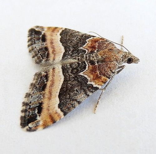 Xanthorhoe mirabilata · iNaturalist