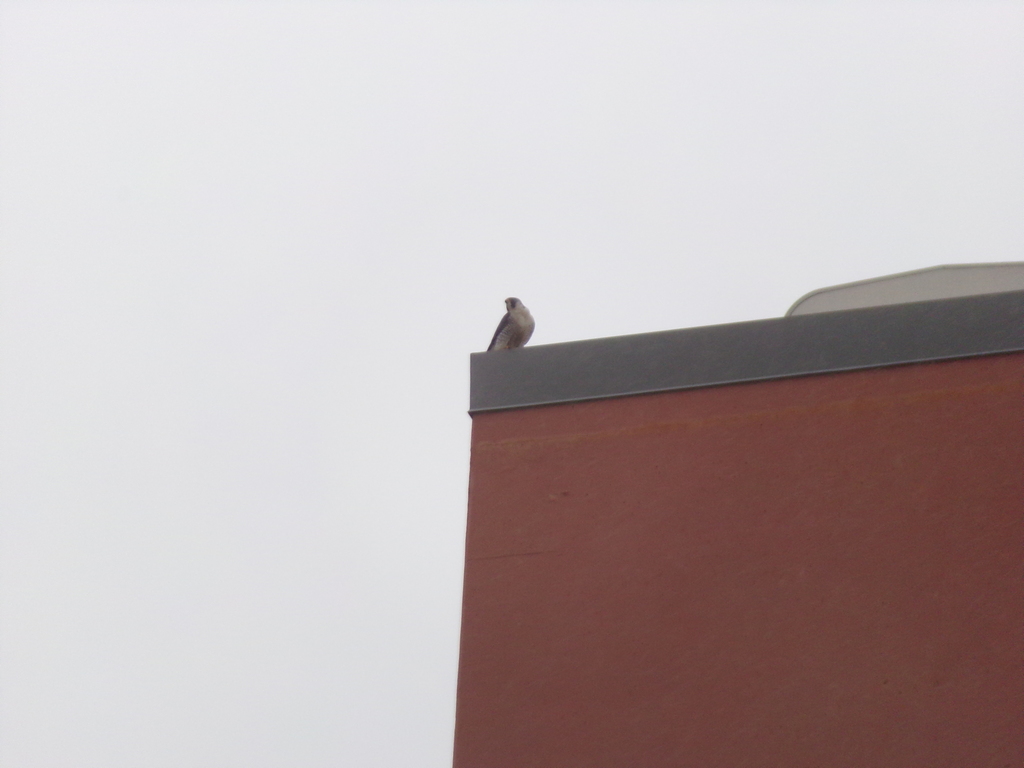 Peregrine Falcon from Midtown, Champaign, IL 61820, USA on April 29 ...