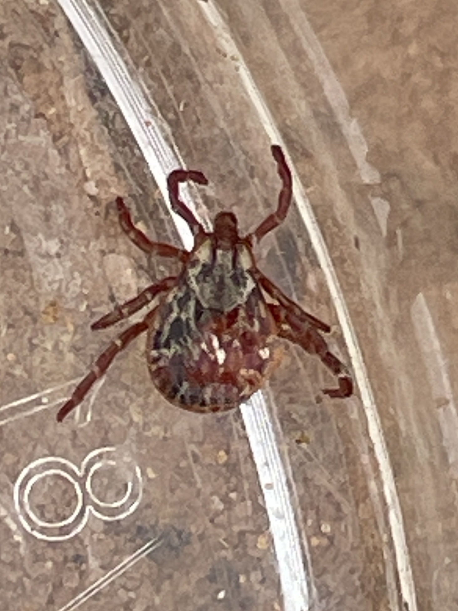 Dermacentor andersoni Stiles, 1908