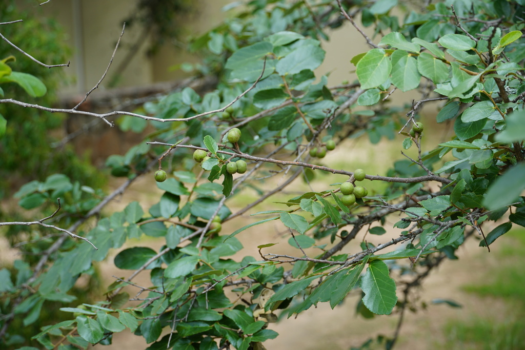 Giant Raisin from 南非默帕尼區自治市 on February 9, 2019 at 07:44 PM by Xiaogang ...