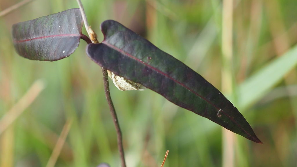 Common Silkpod from Walligan QLD 4655, Australia on May 29, 2022 at 09: ...